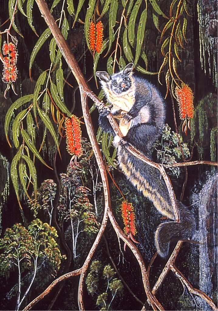 John Spies – Queensland Wildlife Artists Society Inc