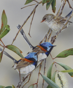 Peta Boyce – Queensland Wildlife Artists Society Inc